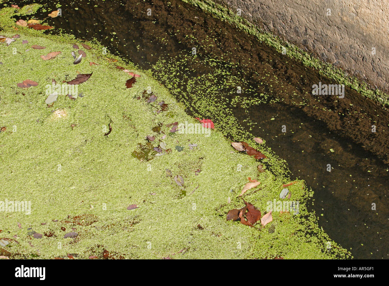 Pond Scum (Green Algae) grows on a stagnant pond Stock Photo - Alamy