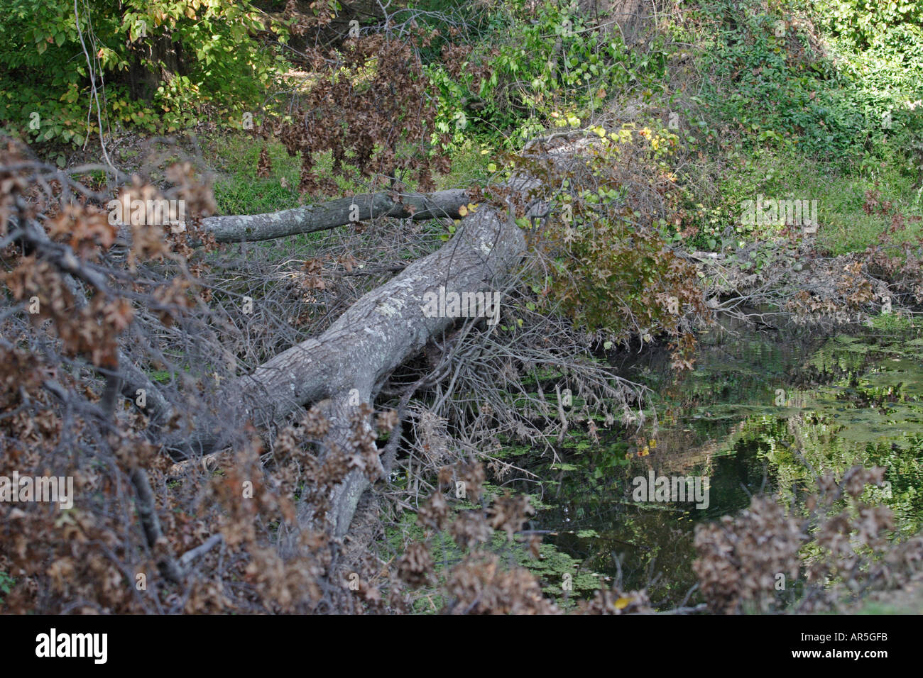 Tree edge hi-res stock photography and images - Alamy