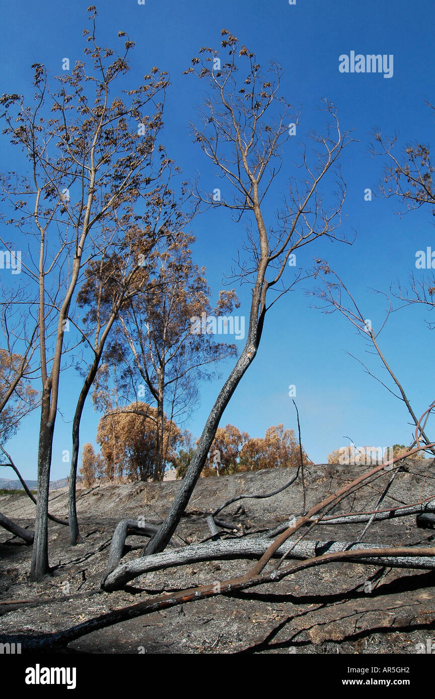 Damage trees hi-res stock photography and images - Alamy