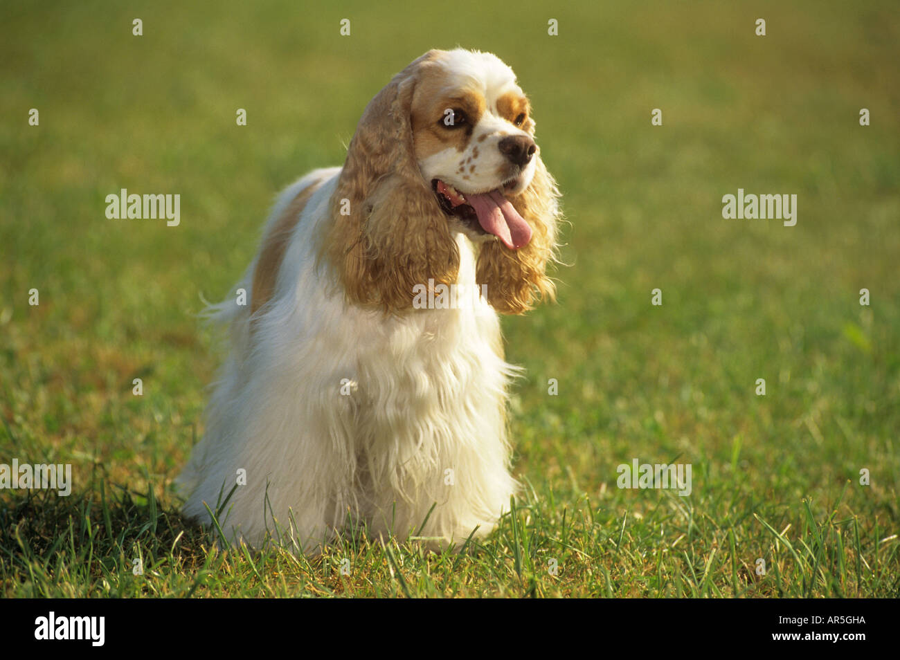 American cocker spaniel with stick hi-res stock photography and images ...