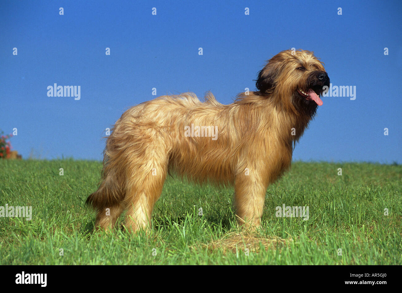 Berger briard tongue hi-res stock photography and images - Alamy