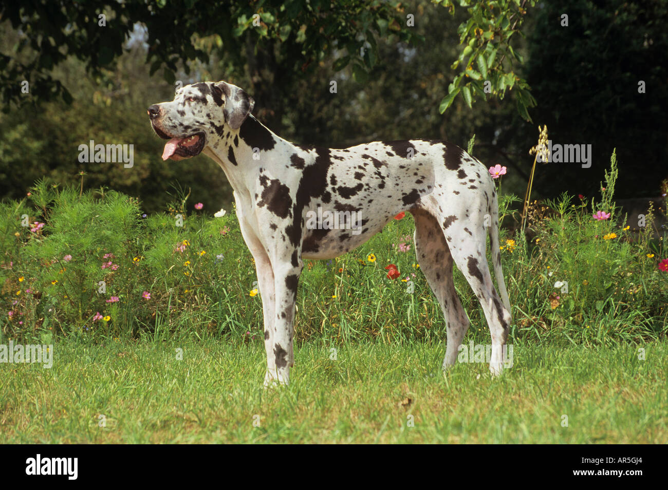 Great dane standing meadow hi-res stock photography and images - Alamy