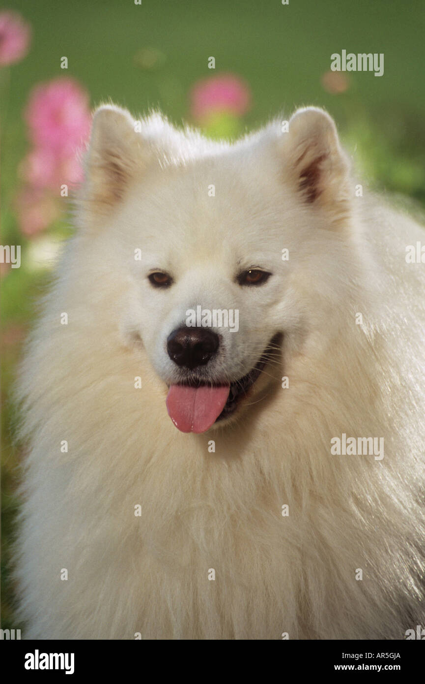 Samojede animals hi-res stock photography and images - Alamy