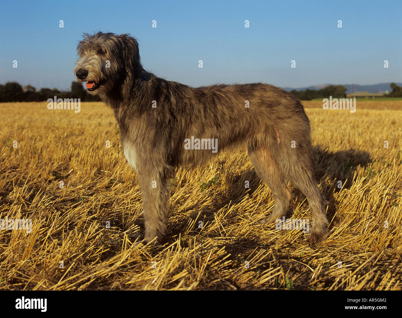 The irish wolfhound hi-res stock photography and images - Alamy