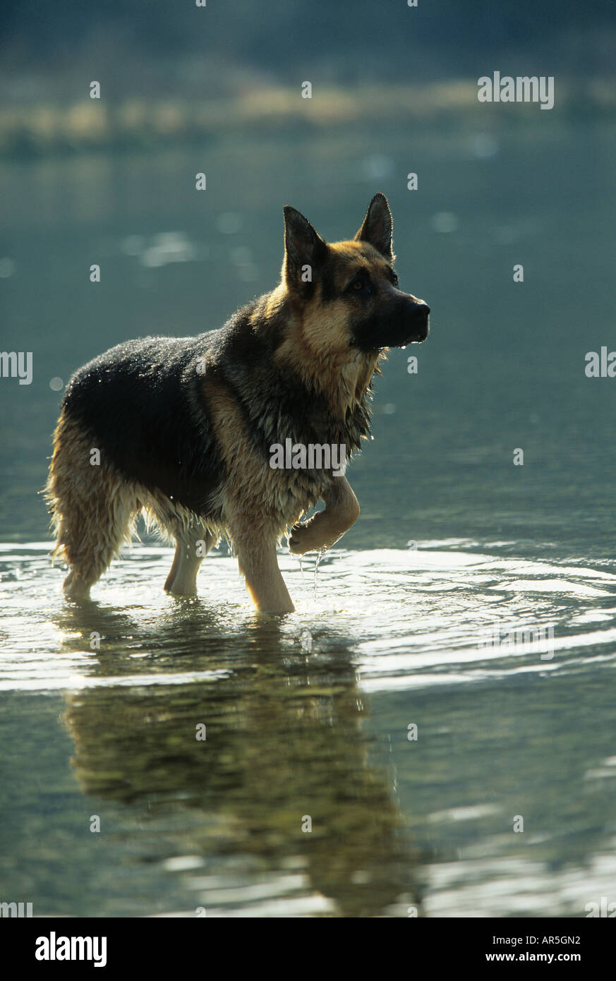 German Shepherd dog - standing in water Stock Photo - Alamy