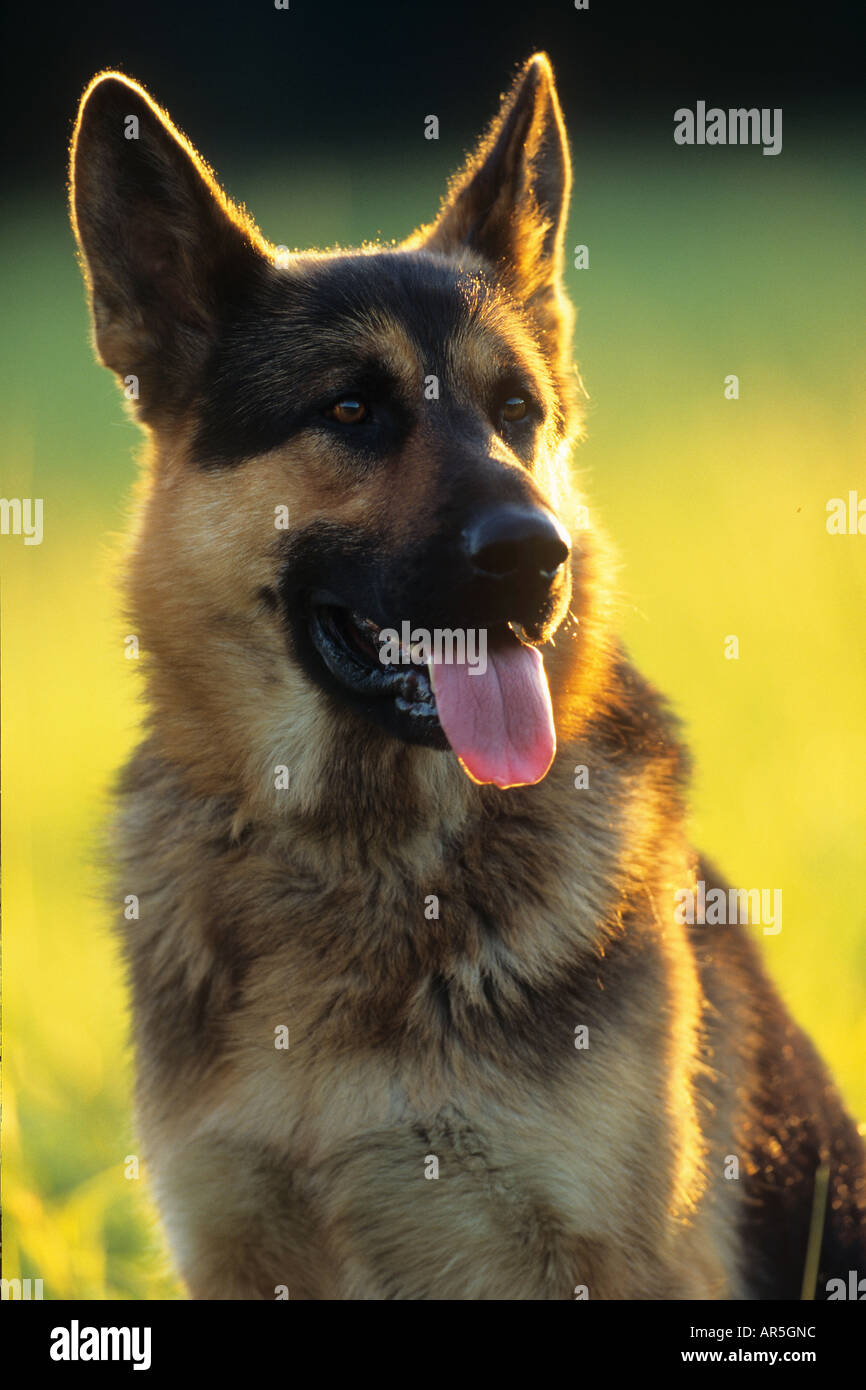 German Shepherd dog - portrait Stock Photo - Alamy