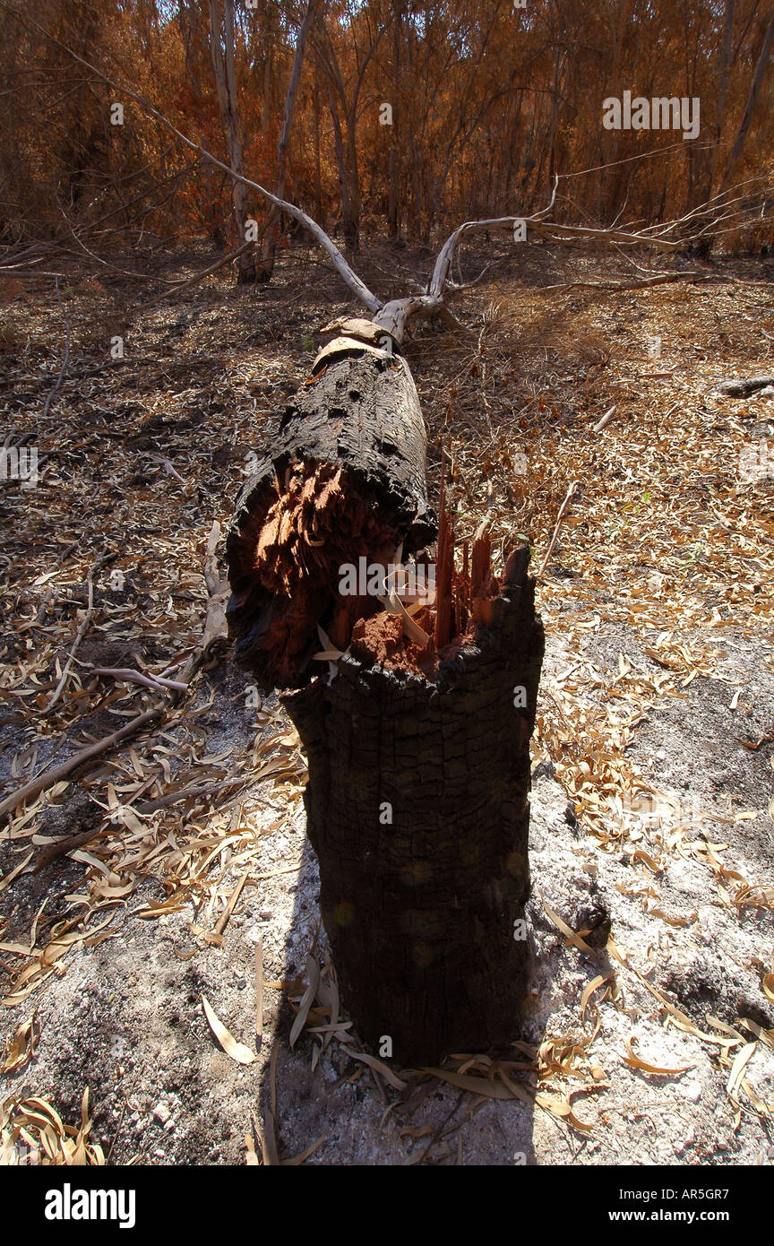 Charred remains of tree stump after a massive forest fire in the ...