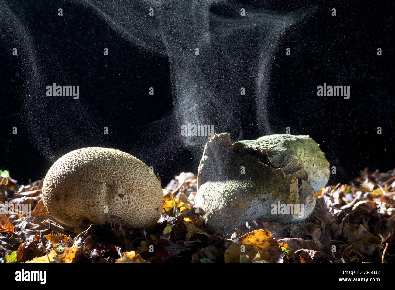 Earth Ball Scleroderma aurantium Shedding Spores Stock Photo - Alamy