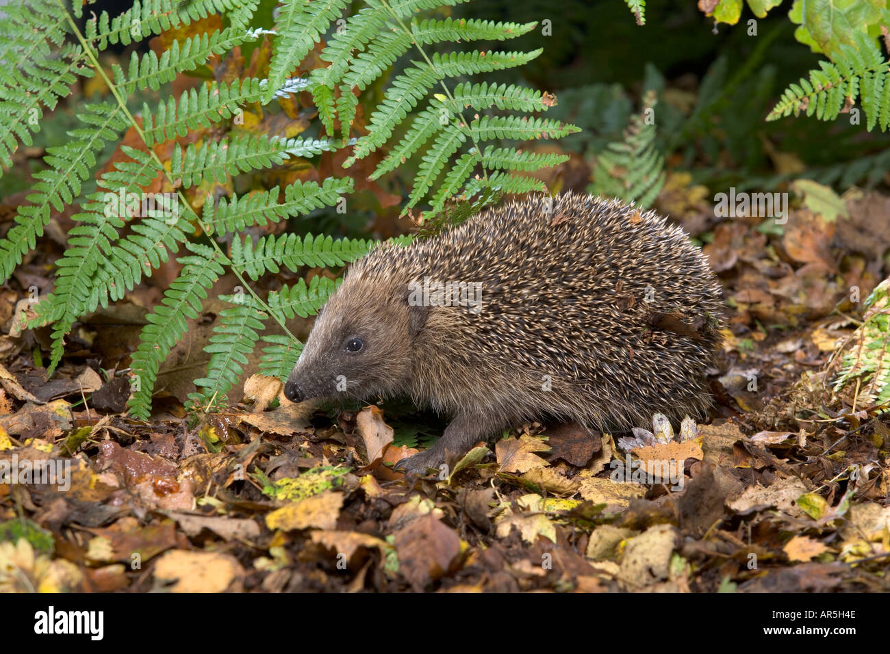 Squashed hedgehog hi-res stock photography and images - Alamy