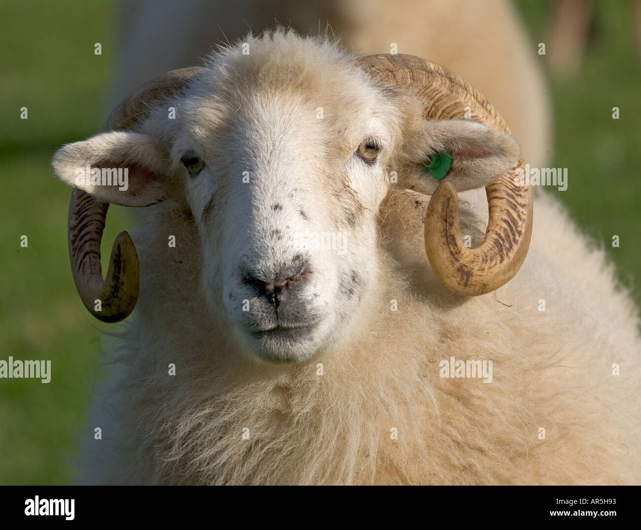 White faced Woodland Sheep Stock Photo - Alamy