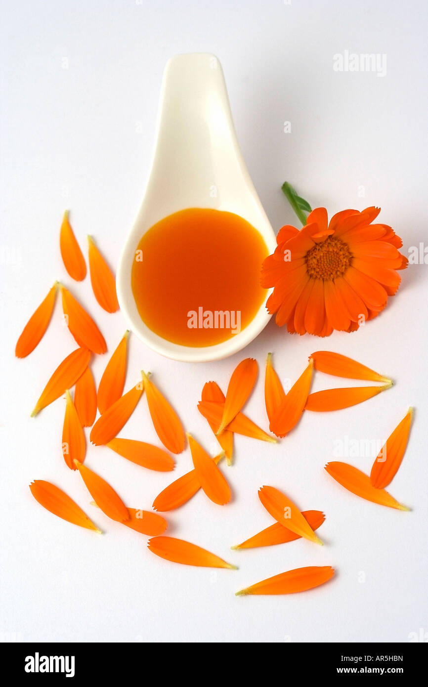 Marigold oil Calendula officinalis Stock Photo - Alamy