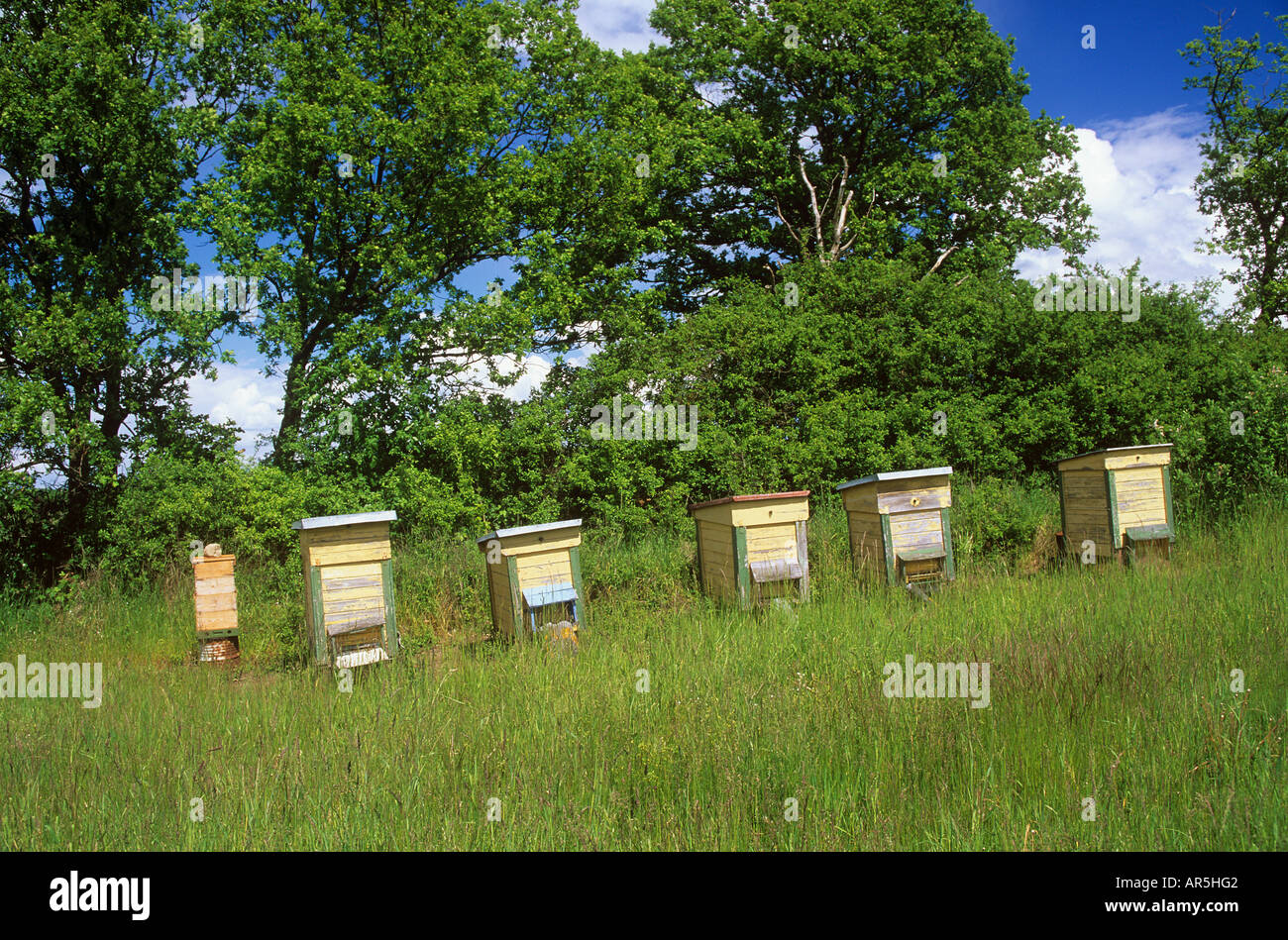 Bee hives in tree hi-res stock photography and images - Alamy