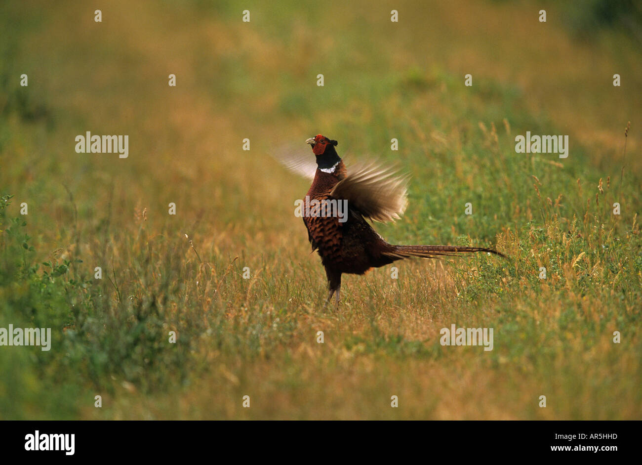 Male common pheasant stands hi-res stock photography and images - Alamy