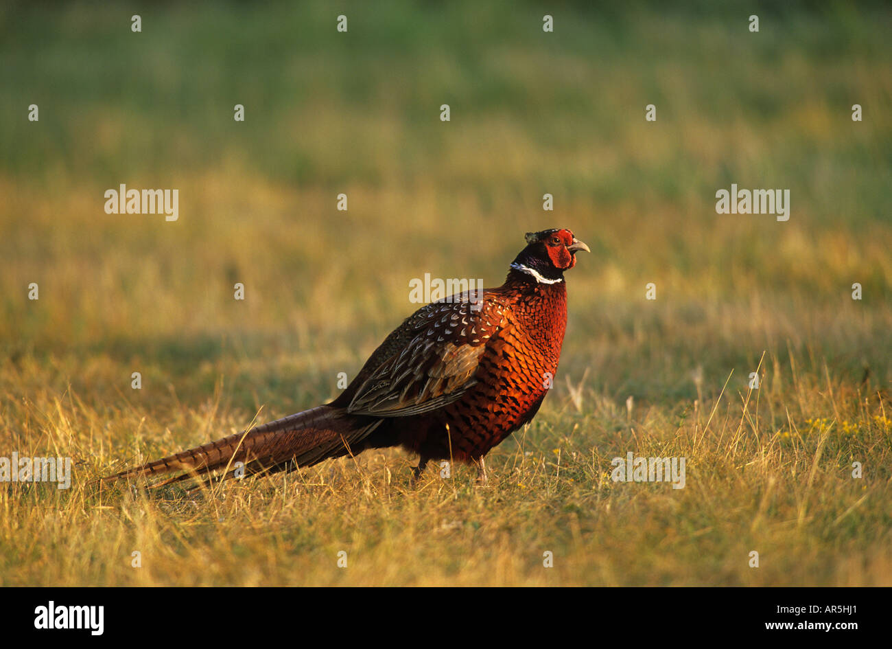 common pheasant - standing on meadow Stock Photo - Alamy