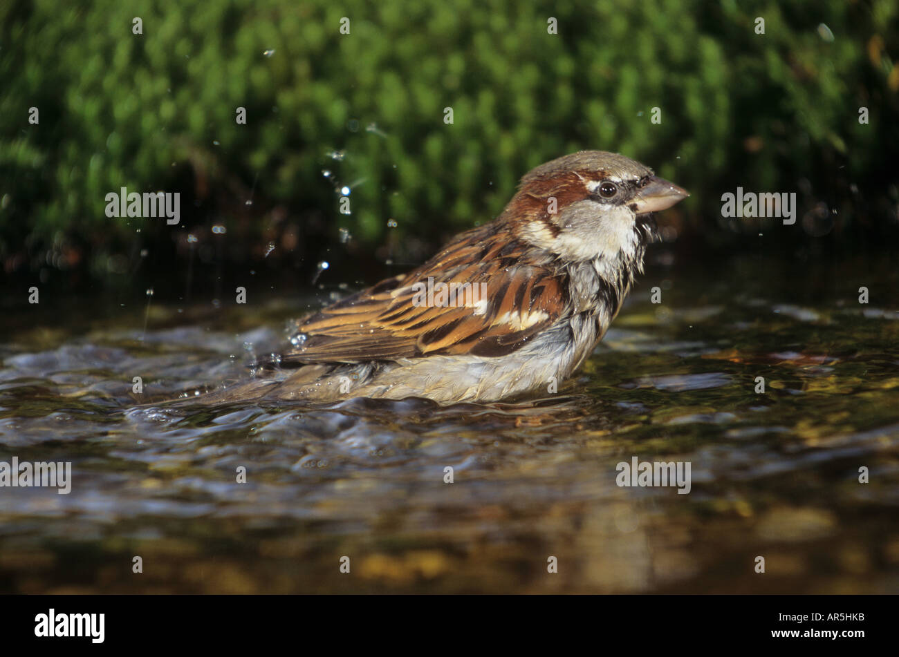 house sparrow in water / Passer domesticus Stock Photo - Alamy