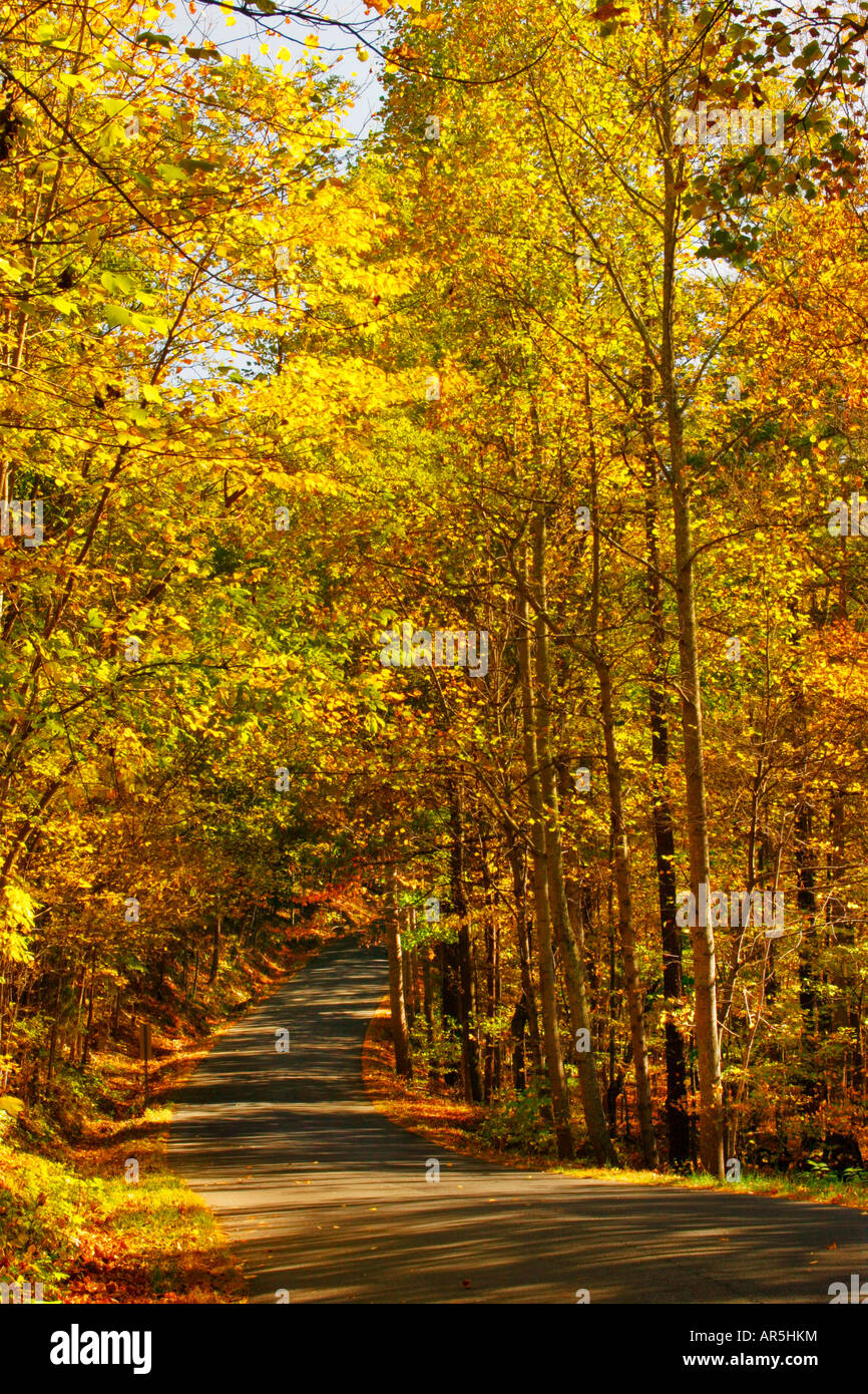 Road in Trout Run Valley, George Washington National Forest, Perry ...