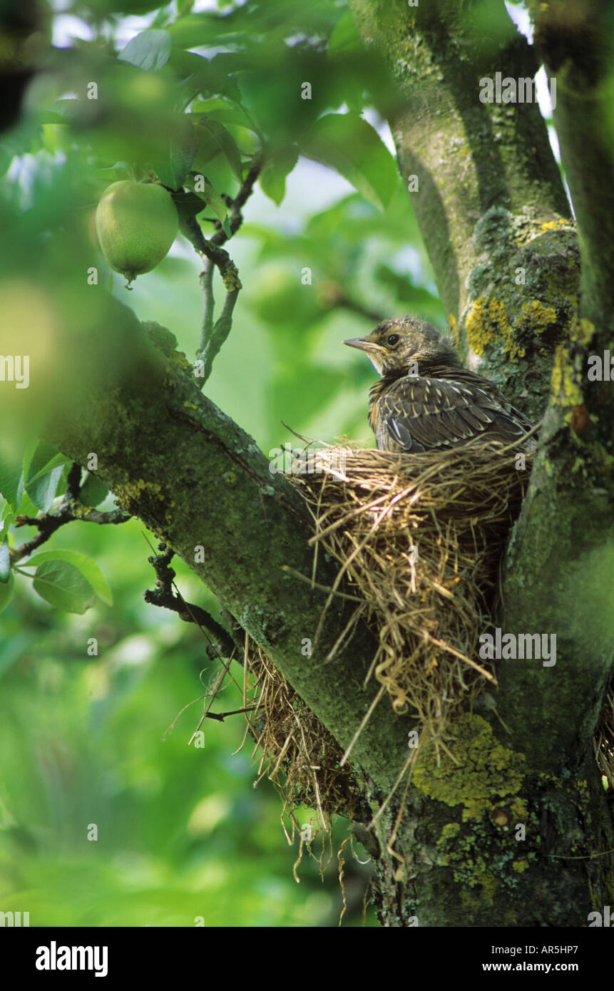 Fieldfare thrush in nest hi-res stock photography and images - Alamy