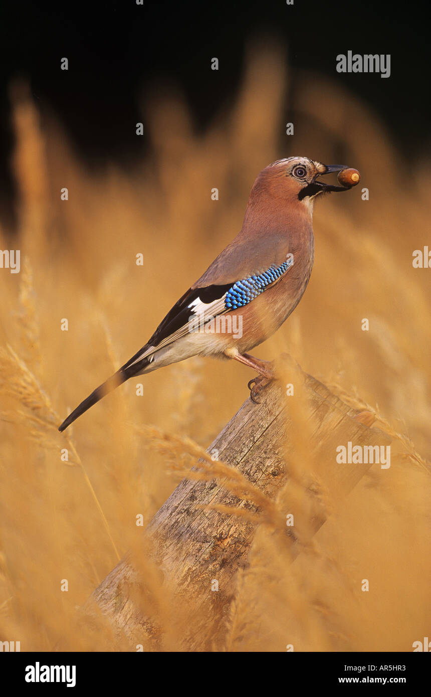 Eurasian jay acorn hi-res stock photography and images - Alamy