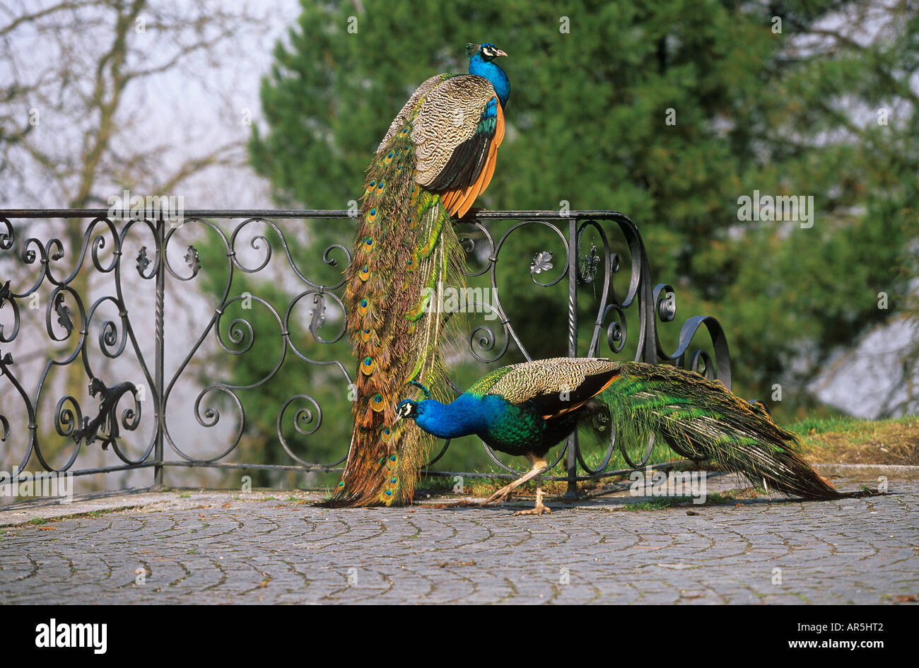 Two peacocks hi-res stock photography and images - Alamy