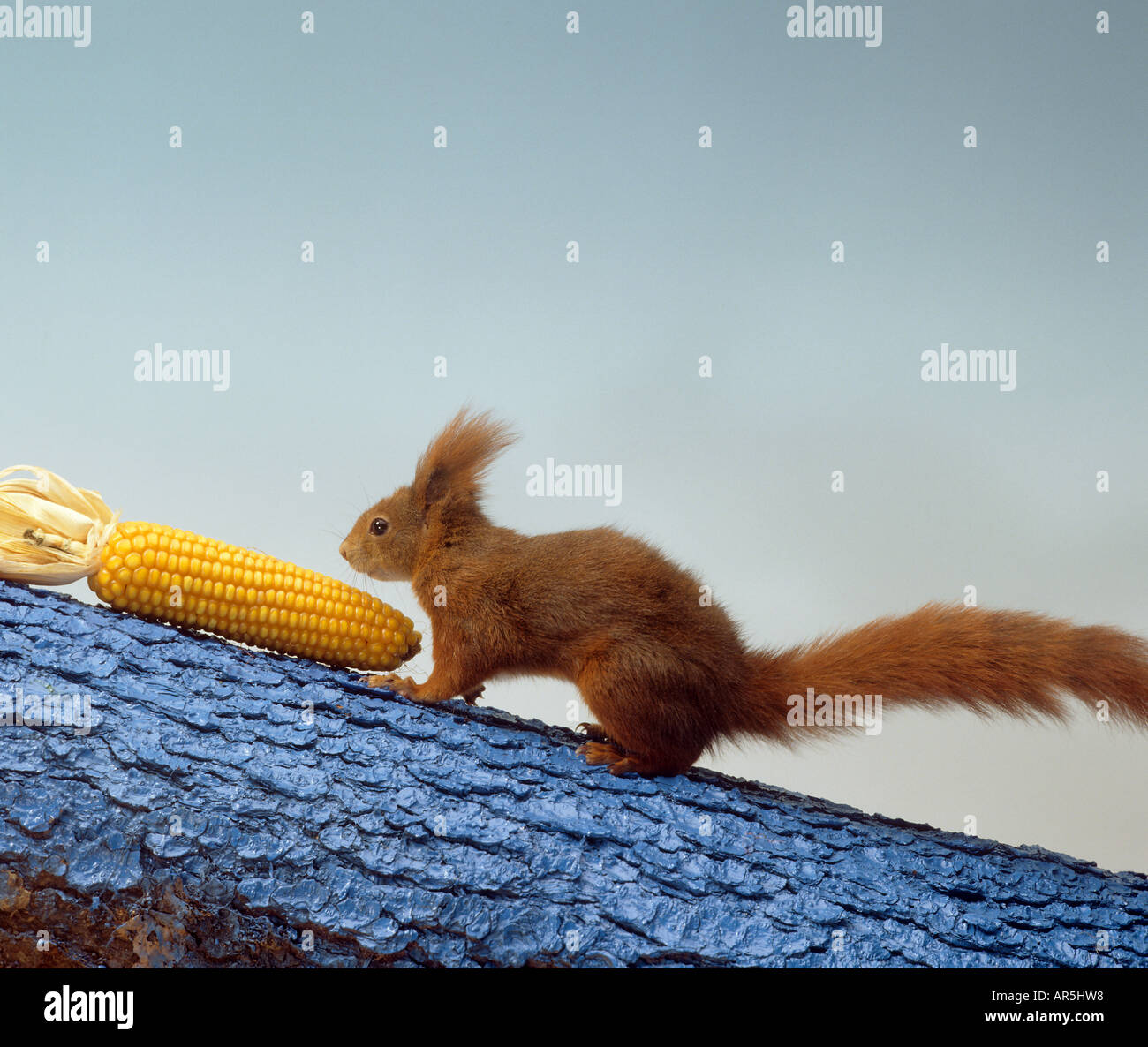 European red squirrel with corn / Sciurus vulgaris Stock Photo - Alamy