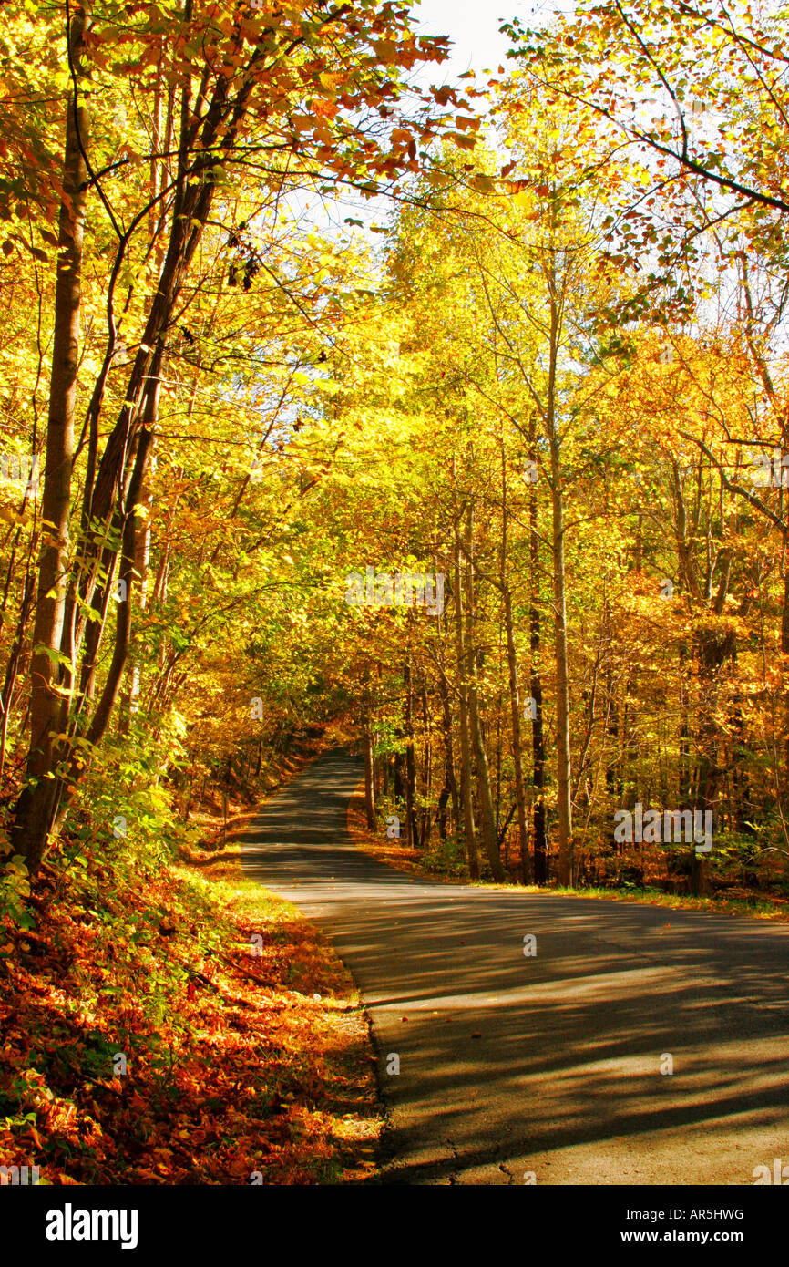 Road in Trout Run Valley, George Washington National Forest, Perry ...