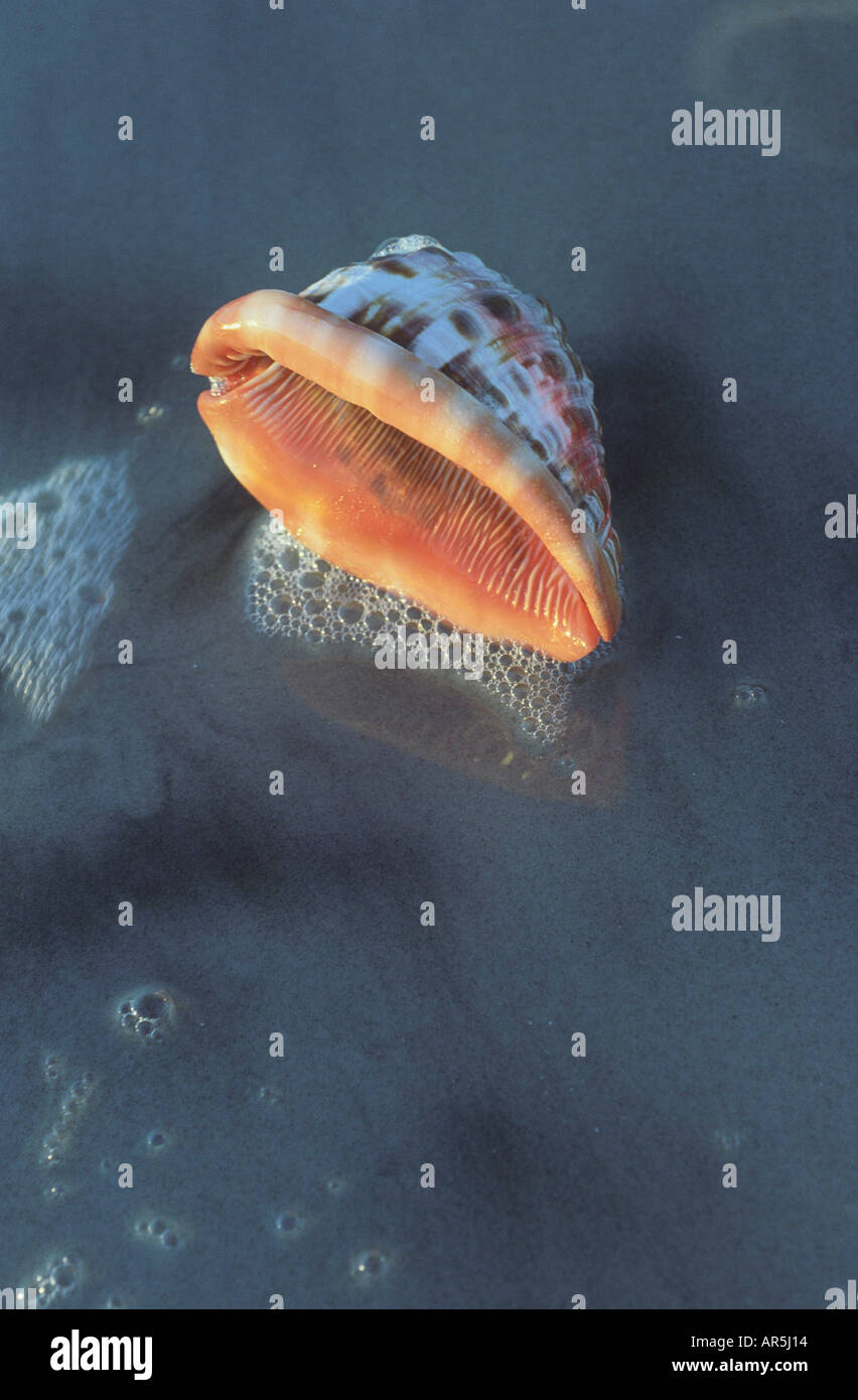 Helmet Shell High Resolution Stock Photography and Images - Alamy