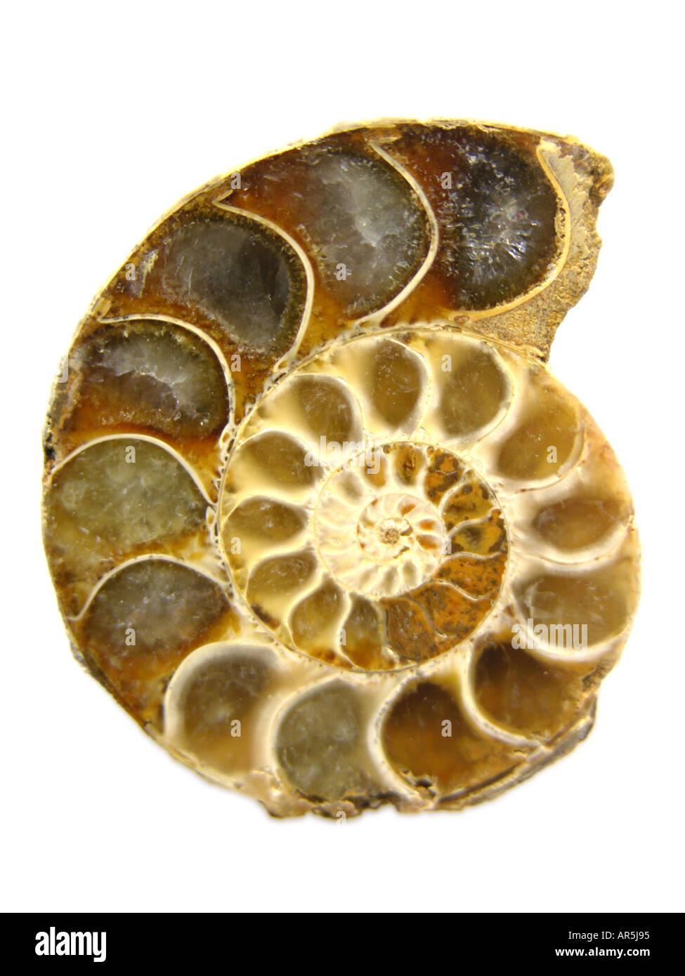 Fossils ammonite Cut Out Stock Images & Pictures - Alamy