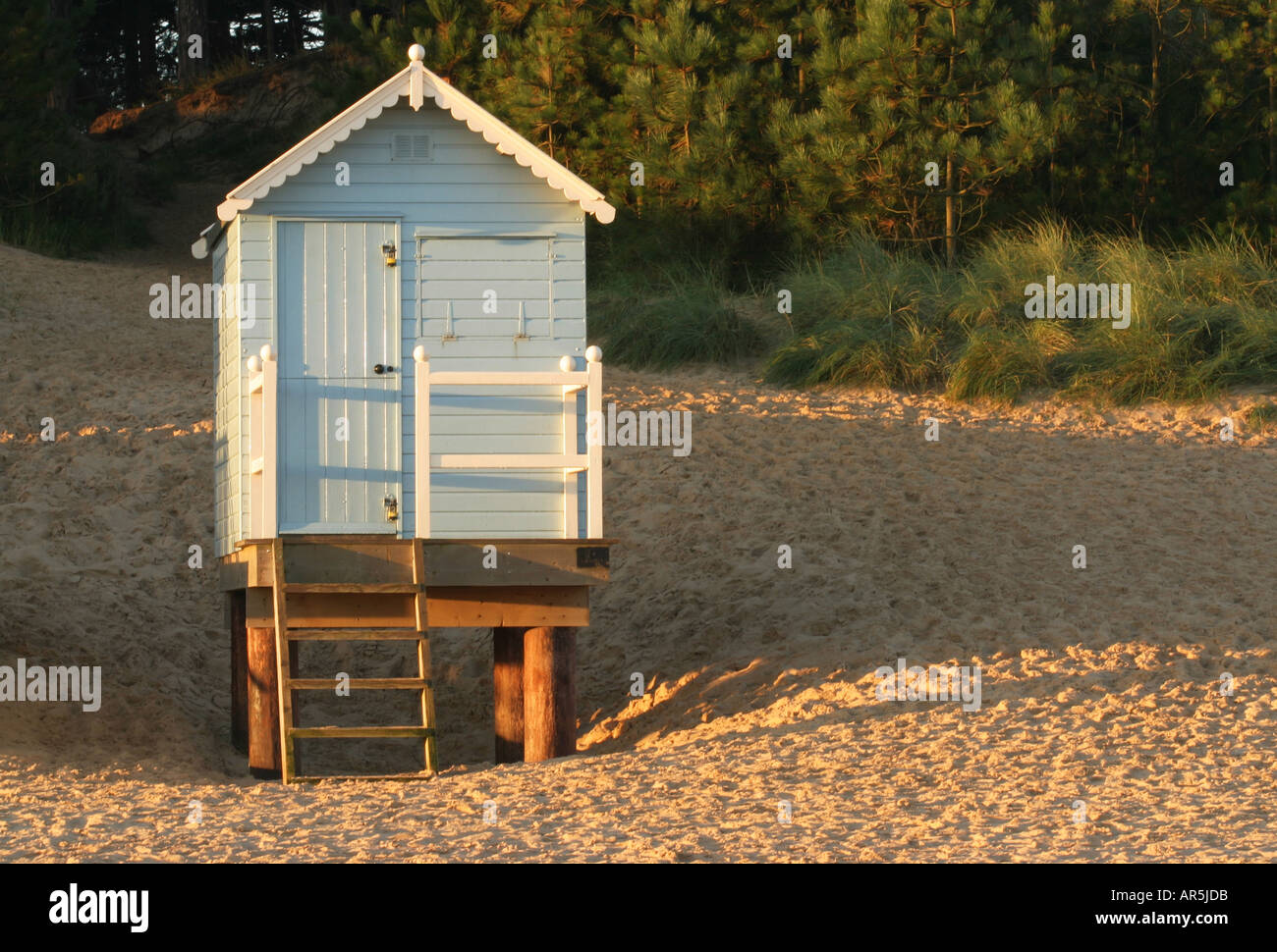 One single Blue Beach Hut erected on a sandy beach with pine trees in ...