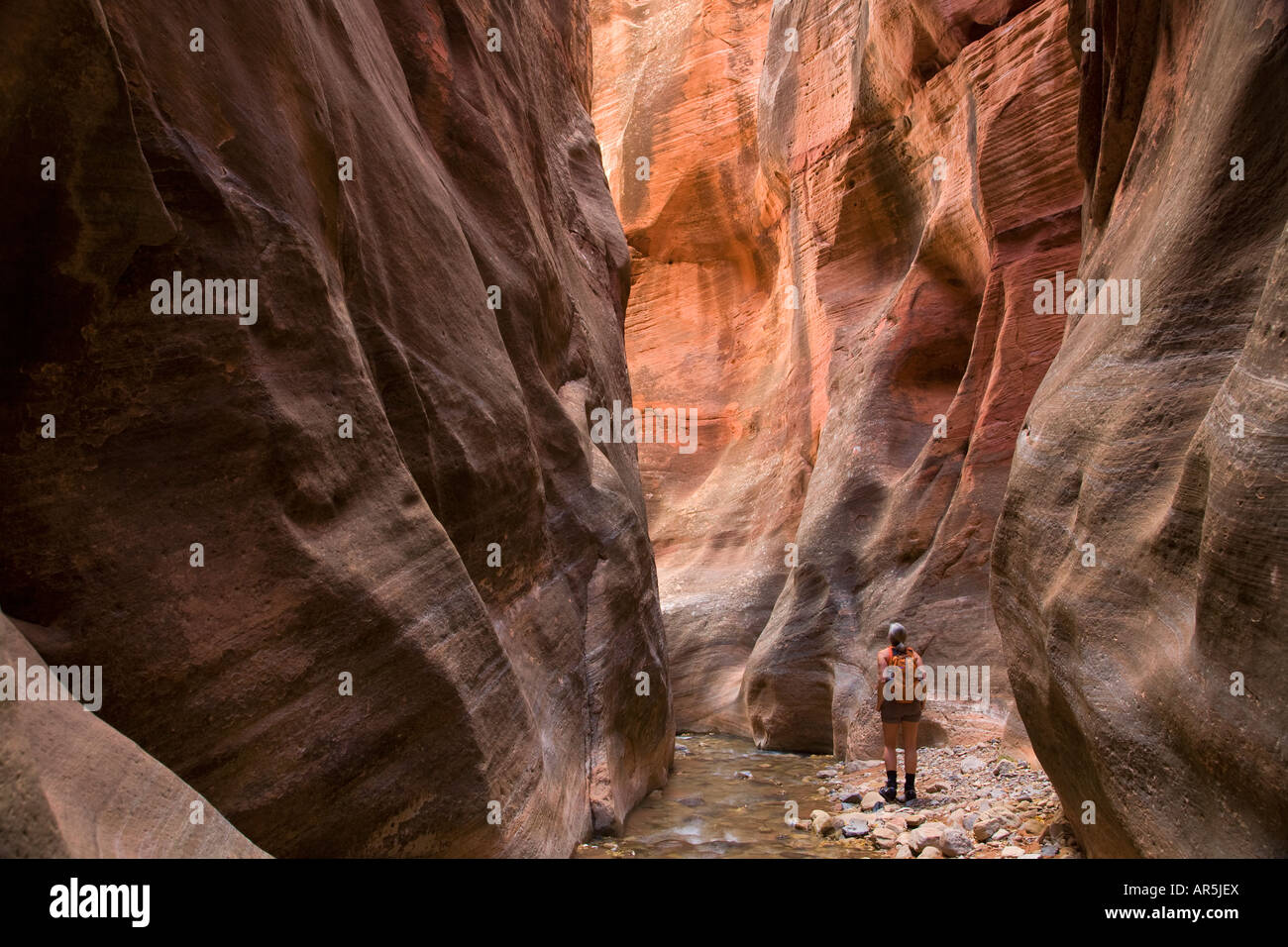 A hiker and a stream in a small canyon Zion National Park Utah model ...