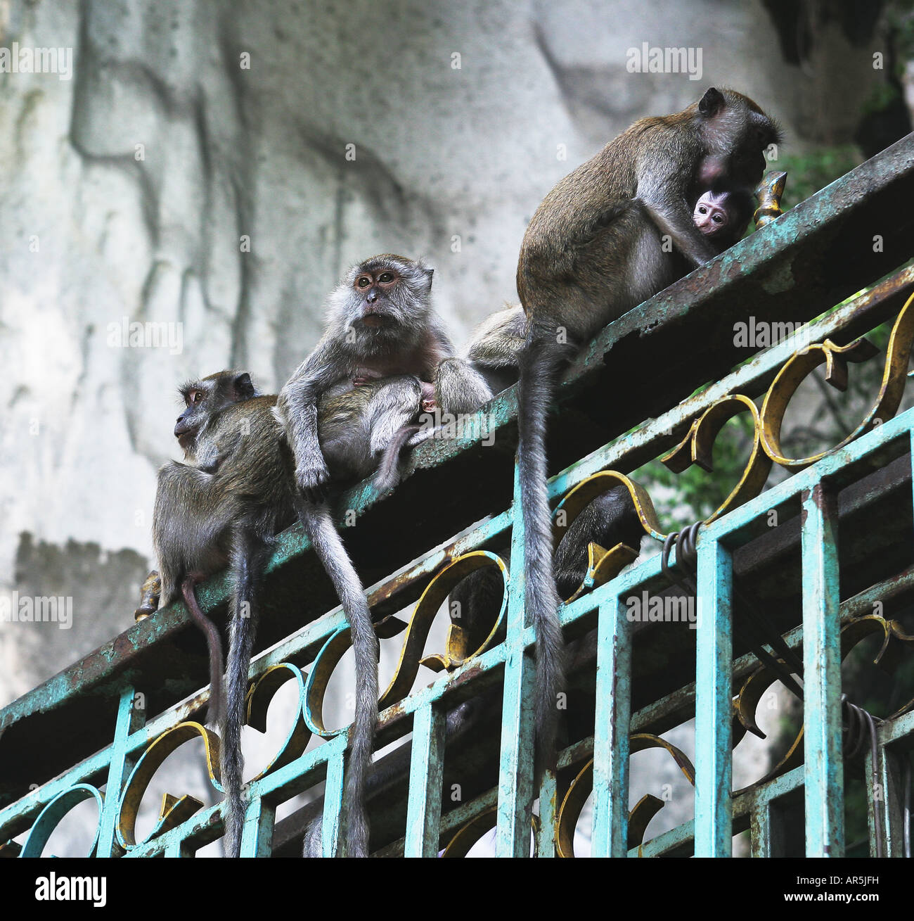 Monkeys on a rail Stock Photo - Alamy