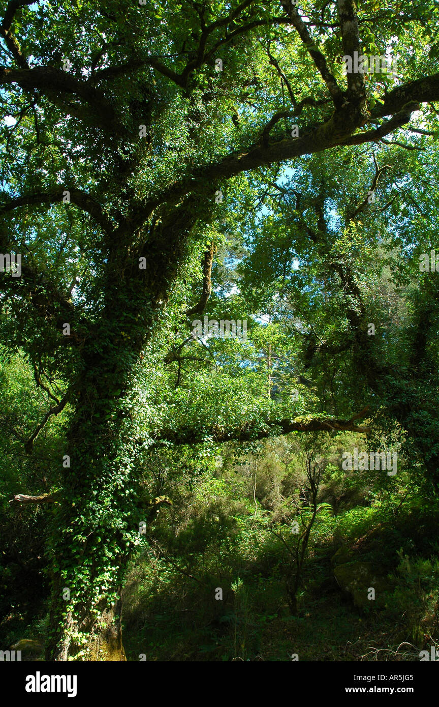 Flora of National Park Parque Nacional da Peneda Geres located in Norte ...