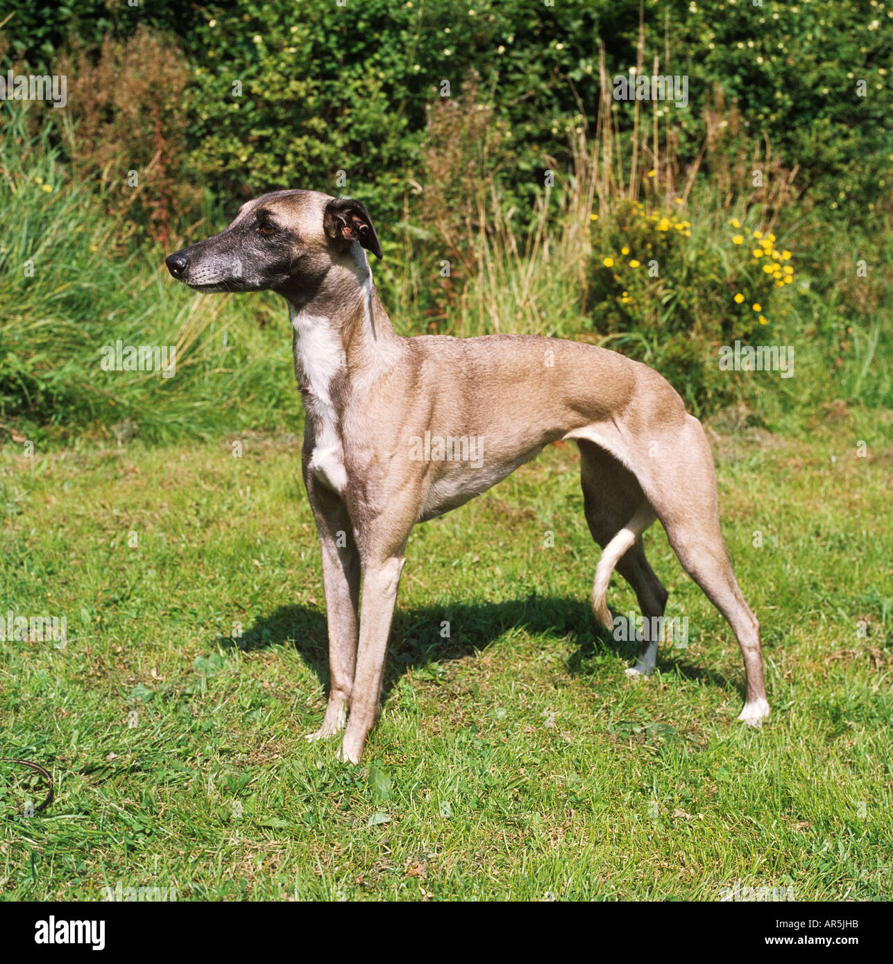 Whippets standing hi-res stock photography and images - Alamy