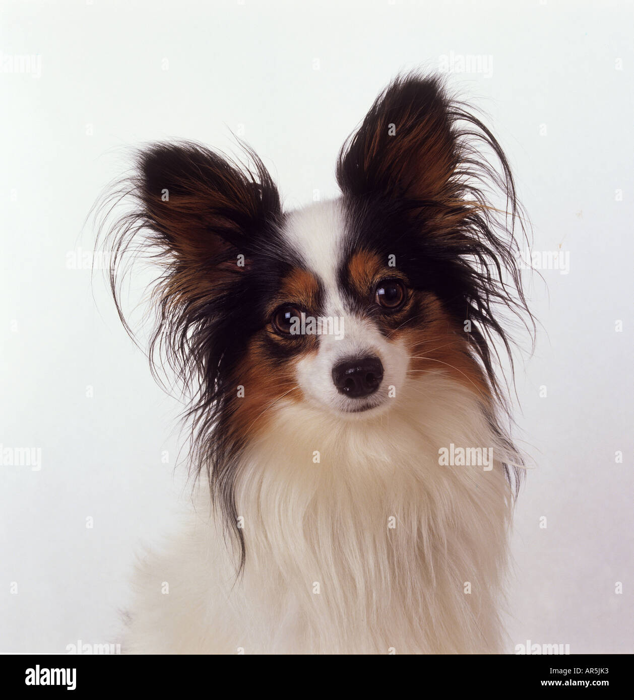 papillon - portrait - cut out Stock Photo - Alamy