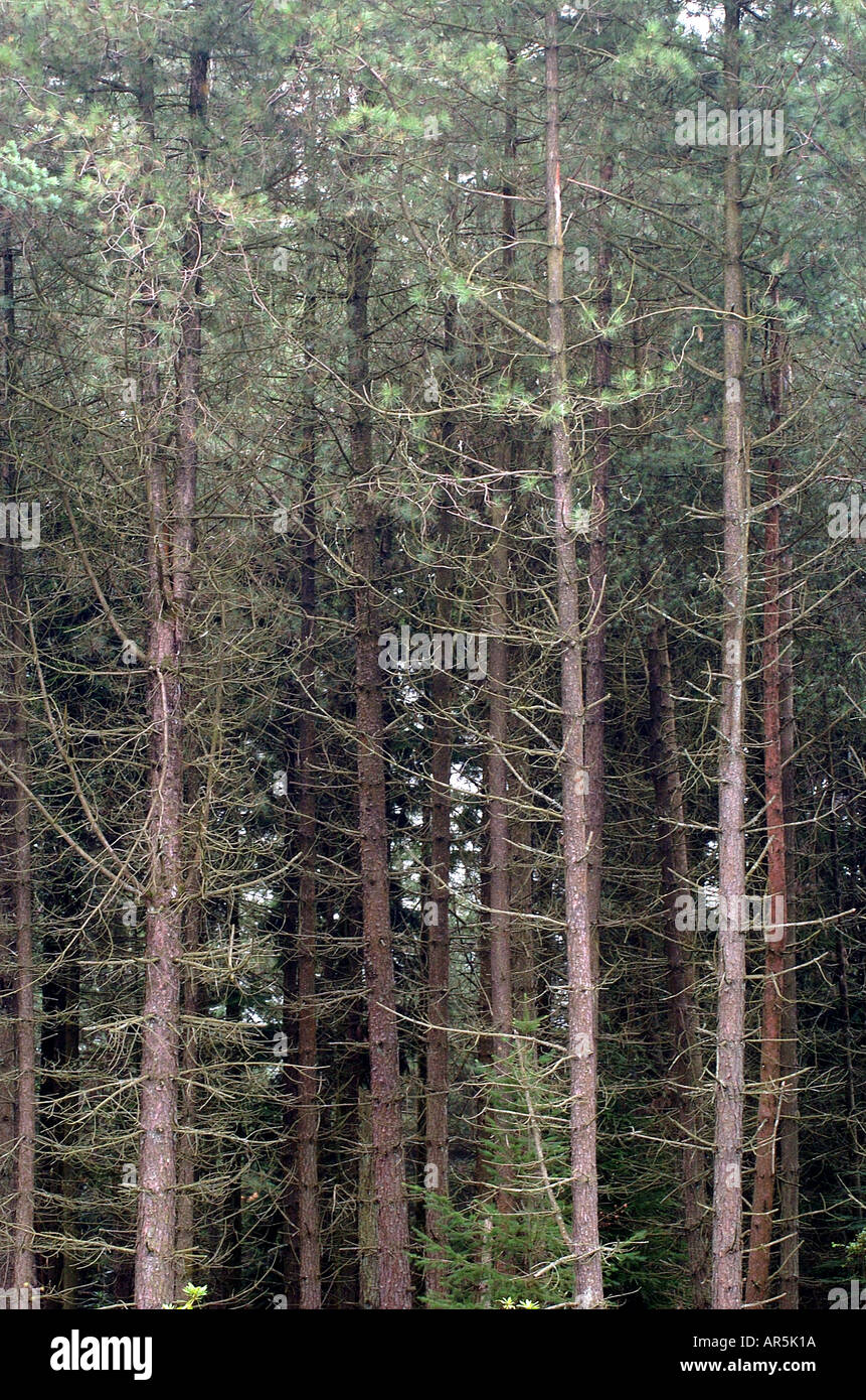 Pine trees in Haldon Forest, Devon Stock Photo - Alamy