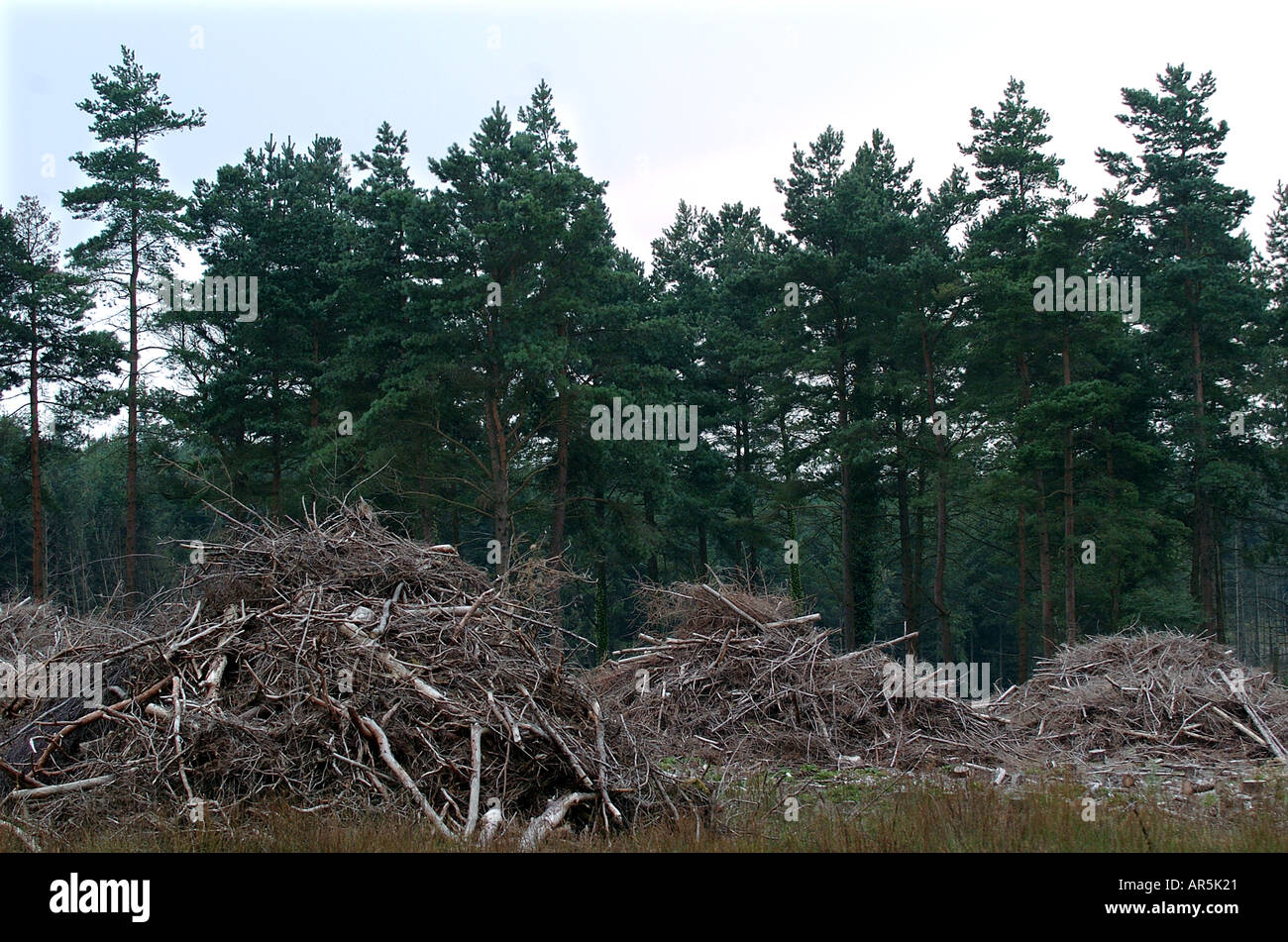 Haldon forest in devon hi-res stock photography and images - Alamy