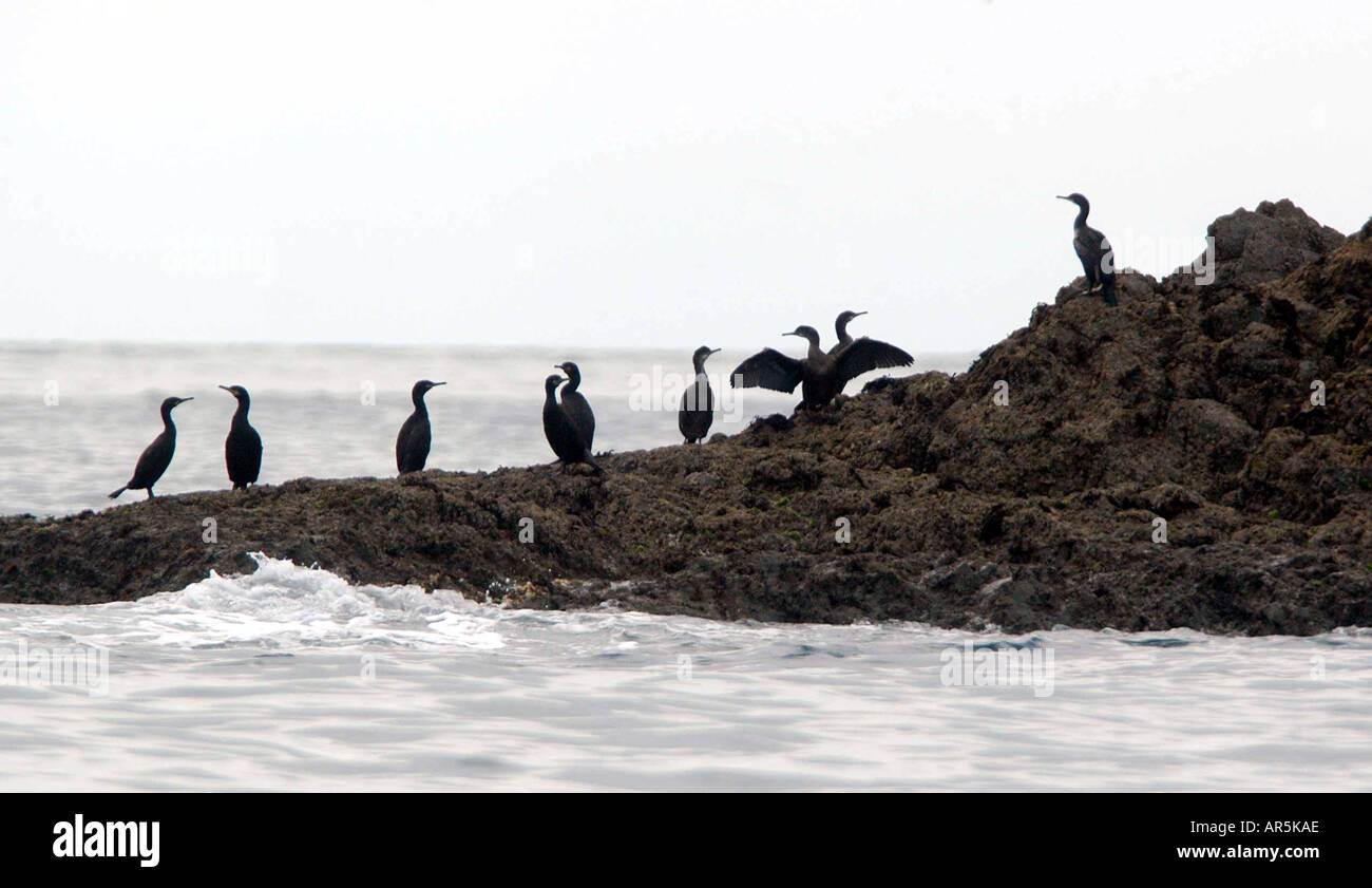Lundy island birds hi-res stock photography and images - Alamy