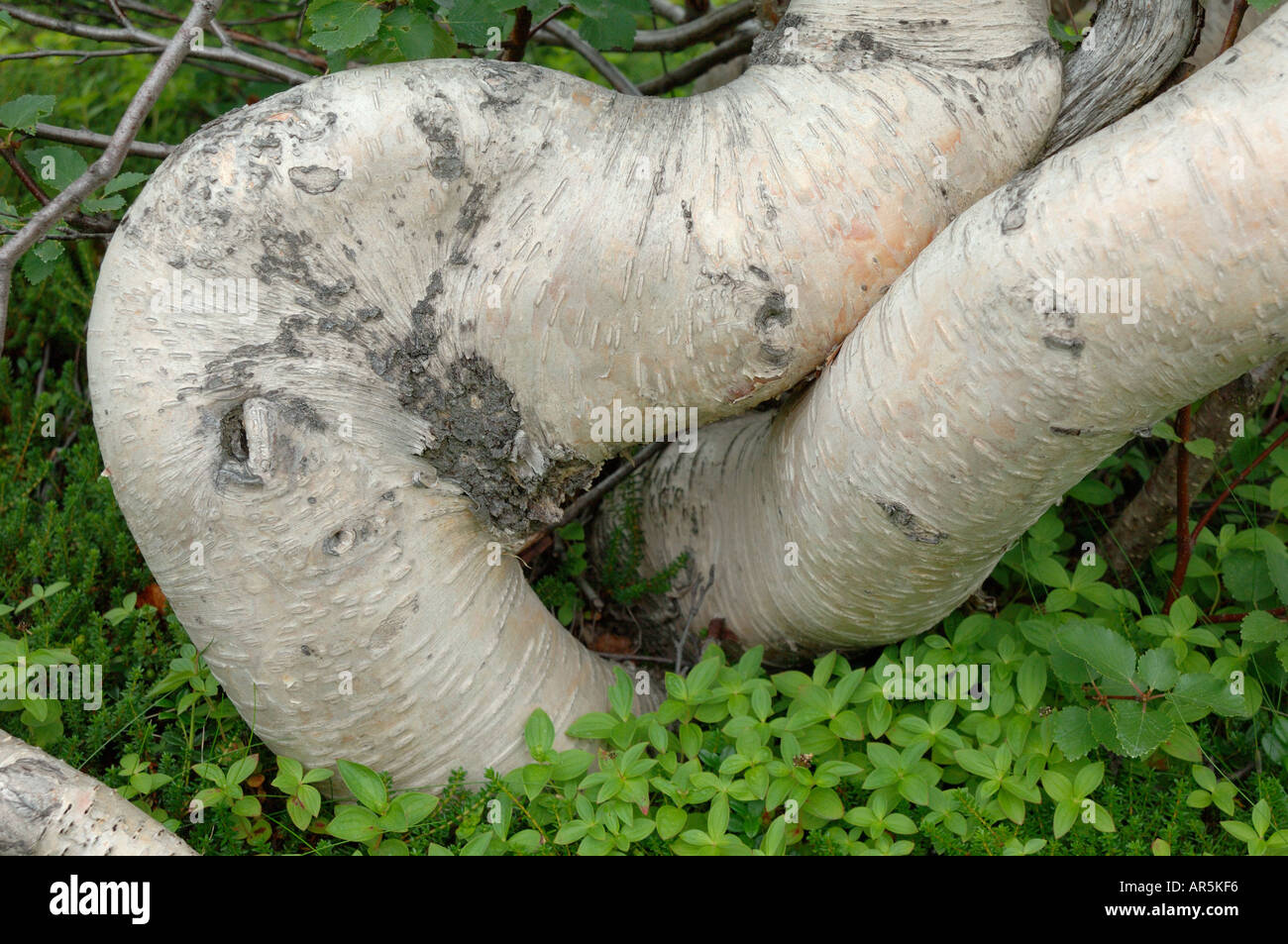 Twisted silver birch tree hi-res stock photography and images - Alamy