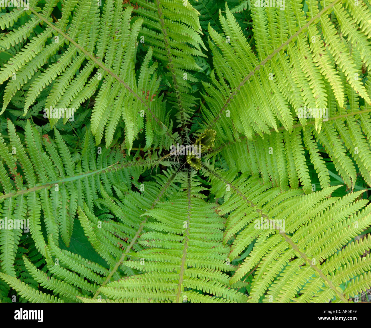 Fern hi-res stock photography and images - Alamy
