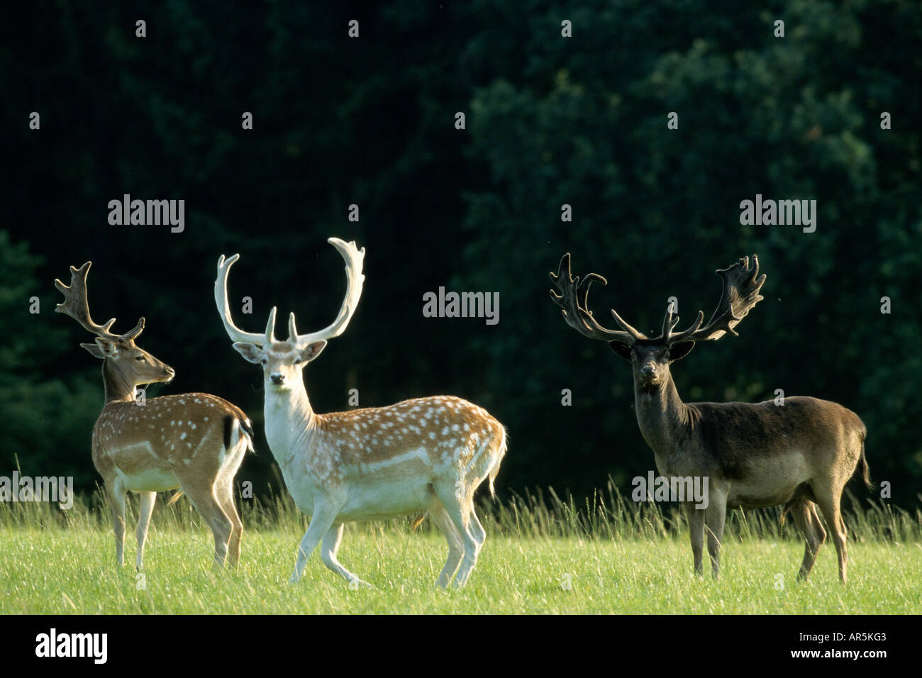 damhirsche im bast fallow stags with bastantler dama dama germany ...