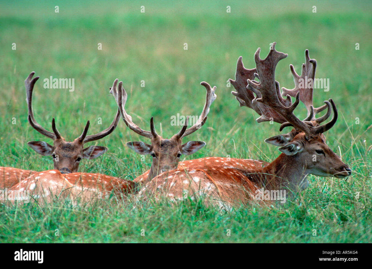 Buck im bast hi-res stock photography and images - Alamy