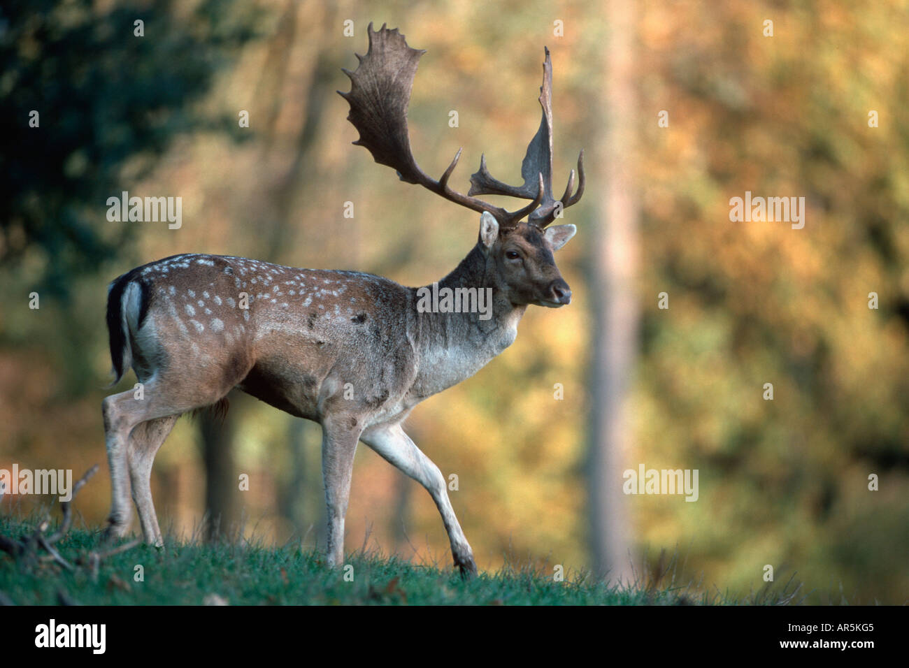Bock Im Bast High Resolution Stock Photography and Images - Alamy