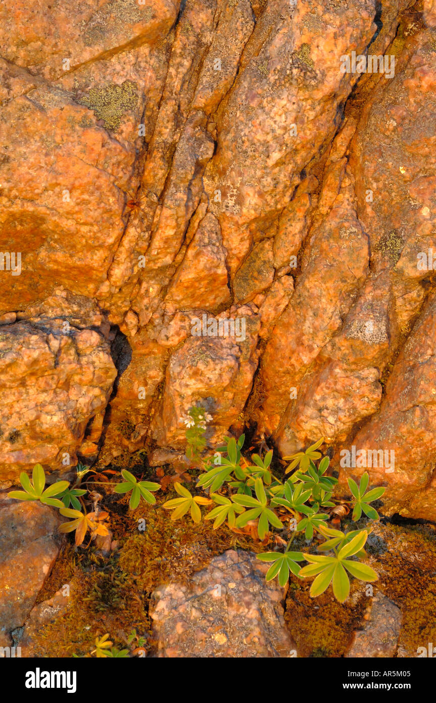 Plants on a rock hi-res stock photography and images - Alamy