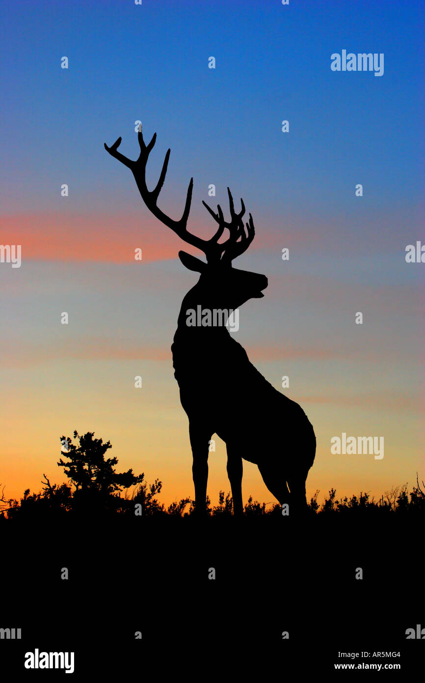 Bull Elk at sunset Stock Photo - Alamy