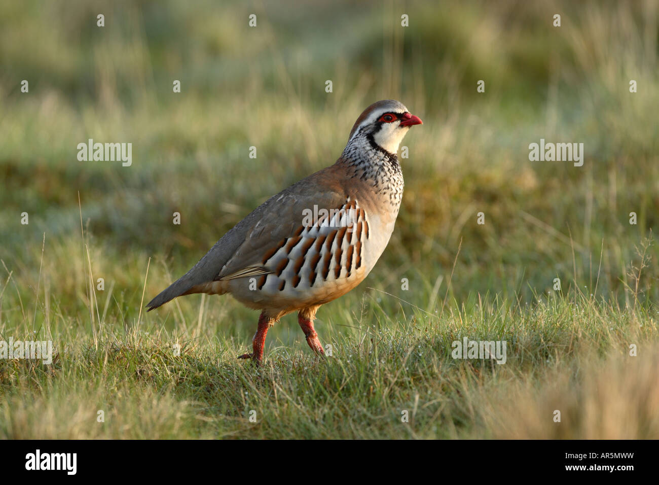 red legged partridge Alectoris rufa on grass Stock Photo - Alamy