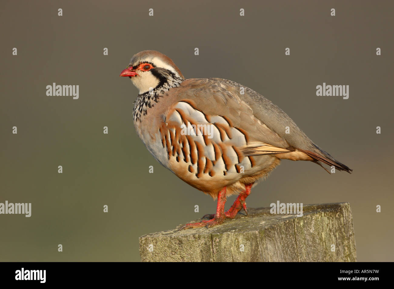 red legged partridge Alectoris rufa on gate post warm light Stock Photo ...