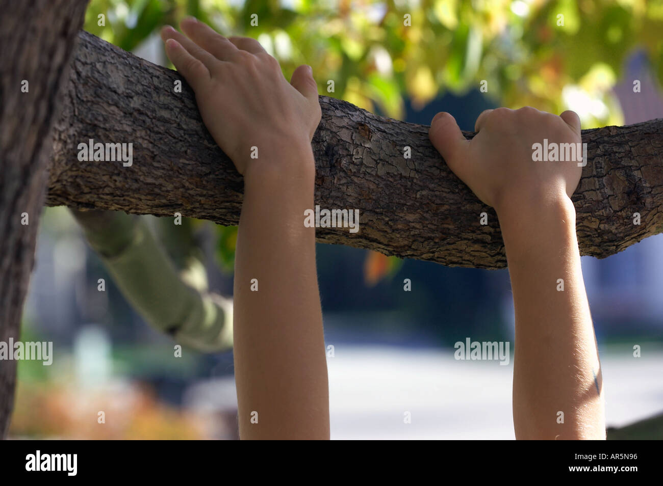 hanging on tree branch Stock Photo - Alamy