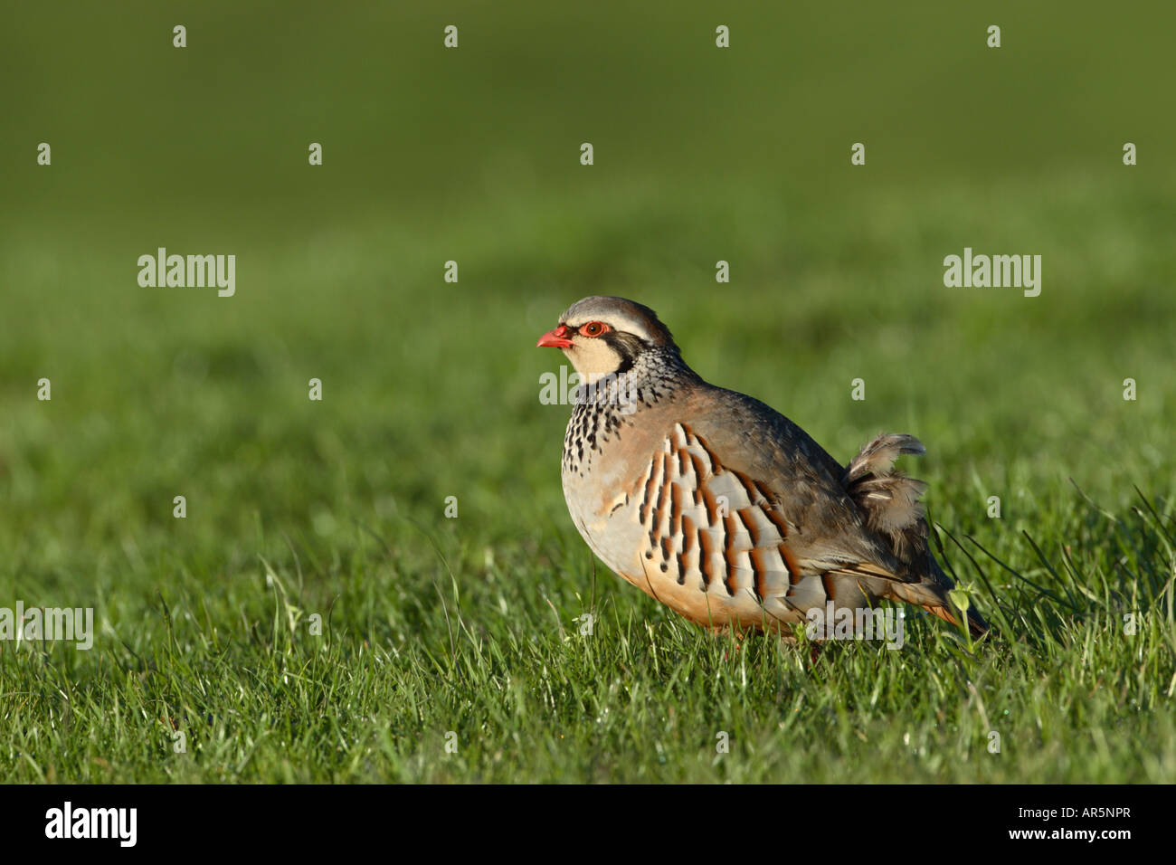 Red legged partridge Alectoris rufa on grass Stock Photo - Alamy