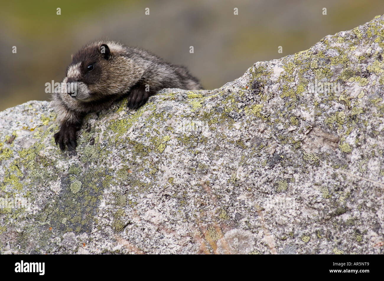 Marmot leaning over rock, Canada Stock Photo - Alamy