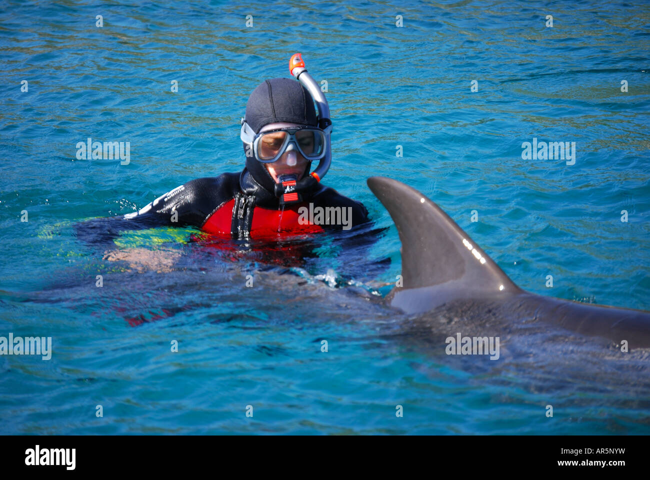 Swimming with dolphins, Dolphin Reef, Eilat, South District, Israel ...