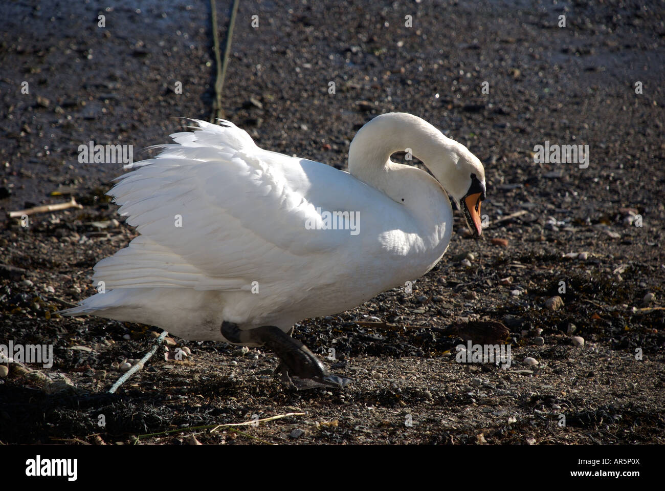 Swan in sunlight walking along coastal foreshore Stock Photo - Alamy